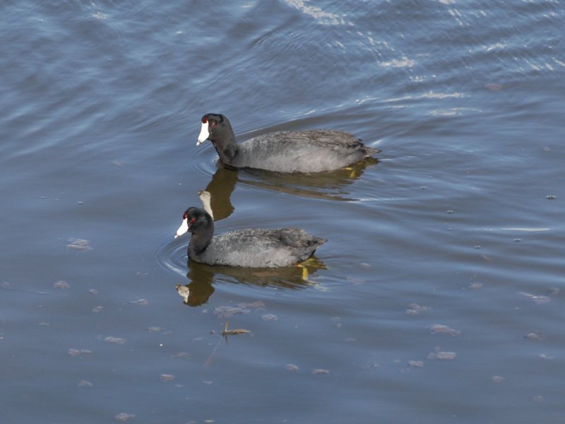 American Coot